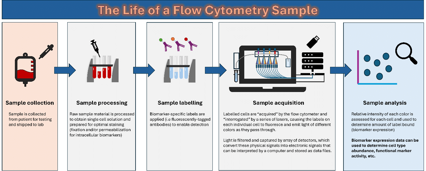 Blog – How to Go with the Flow (Cytometry) In Clinical Trials - Cerba ...