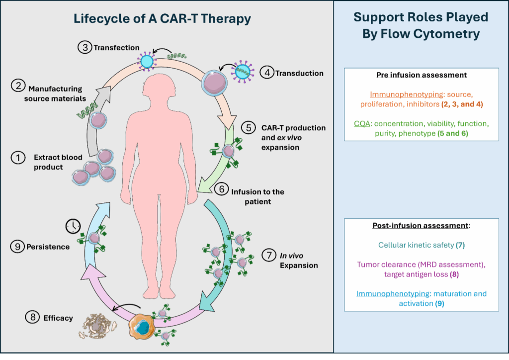 The Role of Flow Cytometry in CAR-T Therapy Clinical Trials - Cerba ...